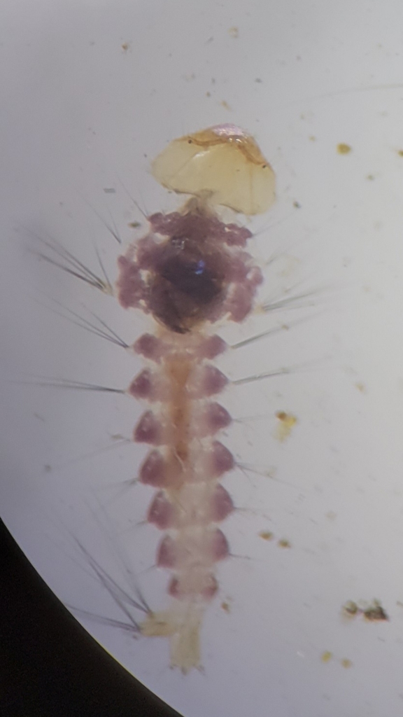 Corethrella appendiculata from Hattiesburg, MS 39402, USA on September ...