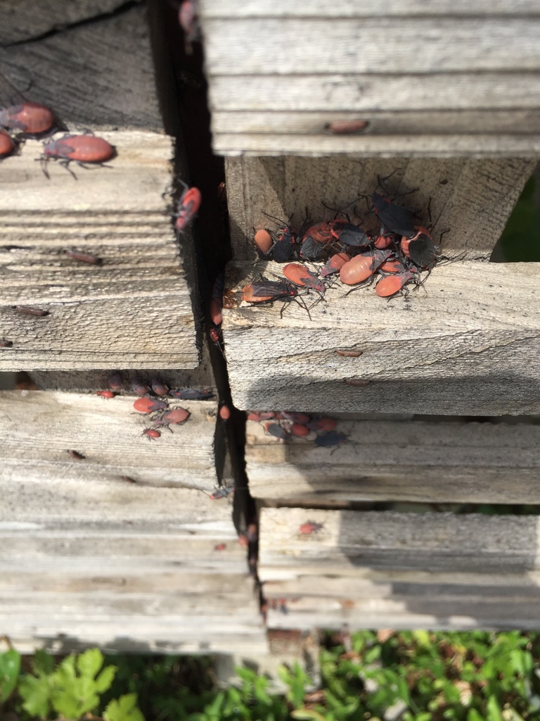 Red-shouldered Bug from Arcadia High School, Arcadia, CA, US on April ...