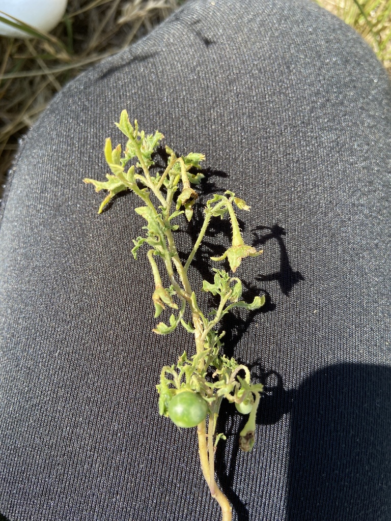 Cutleaf Nightshade from Monarch Blvd, Lone Tree, CO, US on September 24 ...