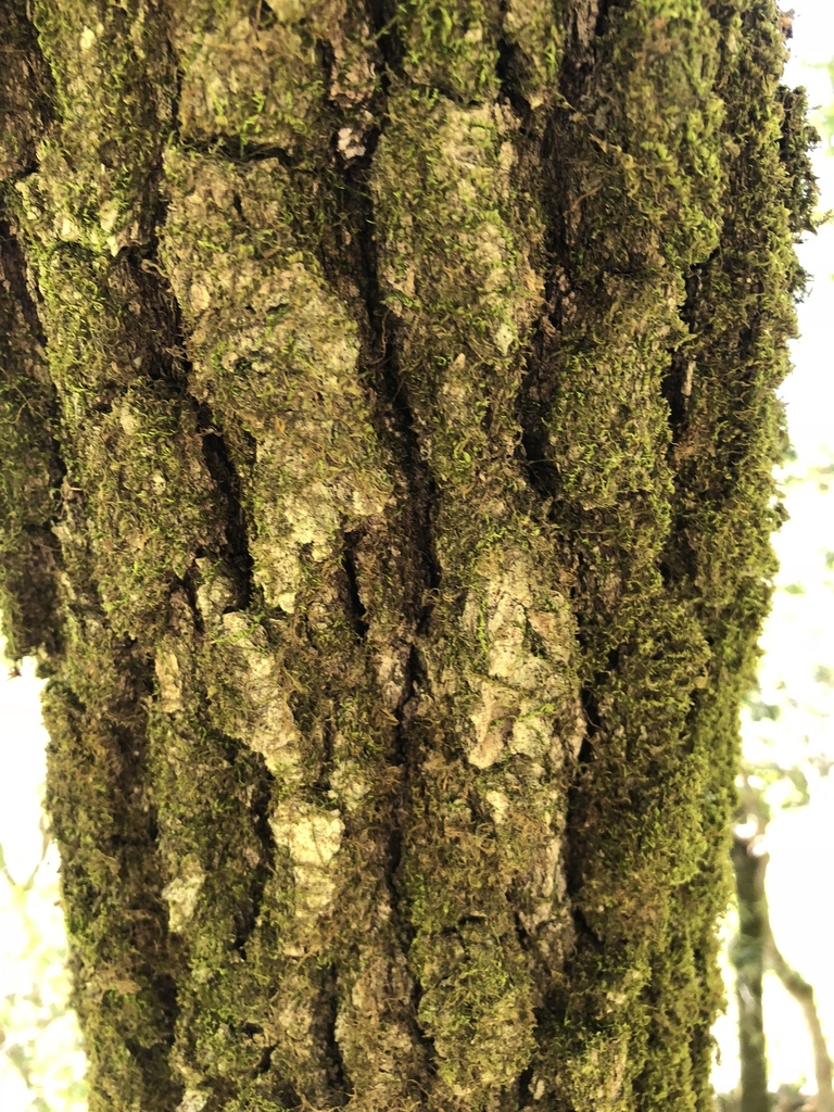 common hackberry from 1500 Butterfield Rd, San Anselmo, CA, US on April ...