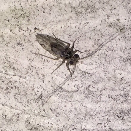 Psocomorpha from Carswell Dr, Augusta, GA, US on September 05, 2021 at ...