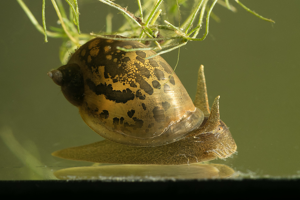 Big-eared Radix from 038 53 Turany, Slovensko on September 19, 2021 at ...