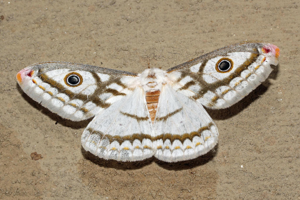 Eastern Marbled Emperor from Namushasha Lodge: Adjoining the Kwando ...