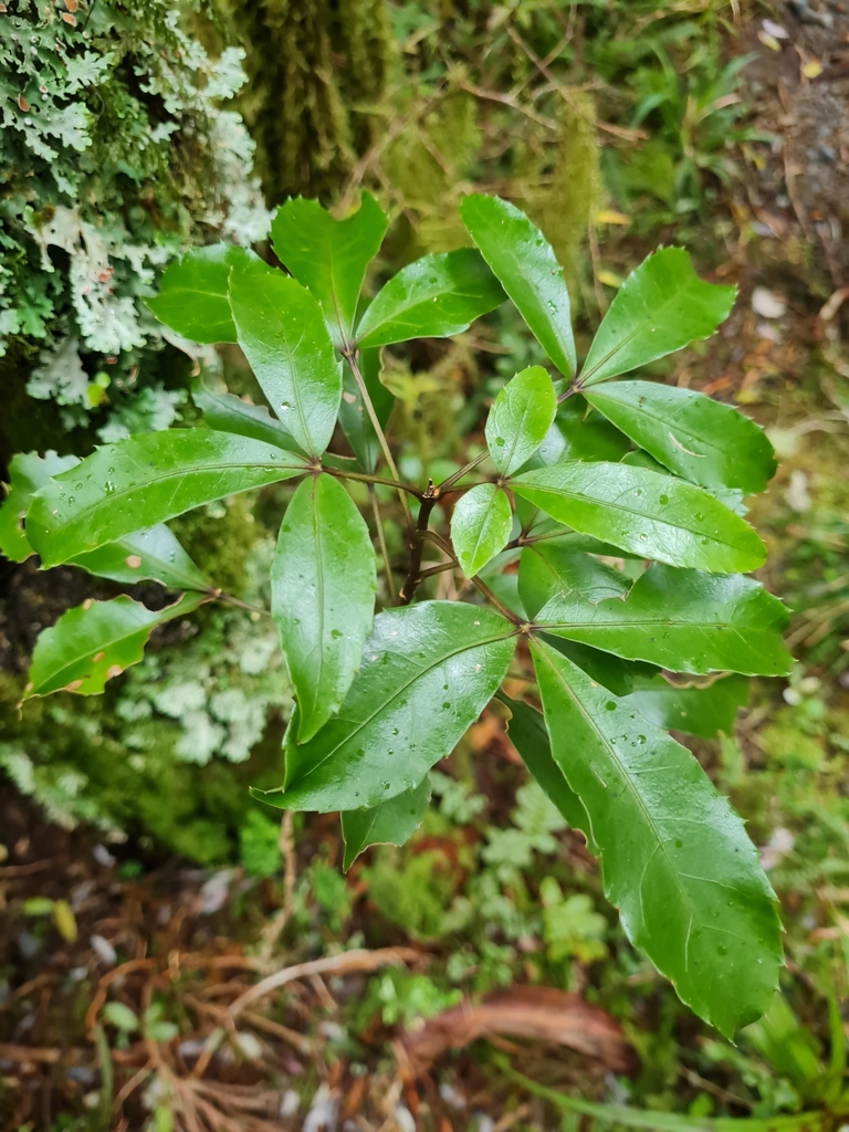 ivy family from Egmont National Park, Egmont, NZ-TK-NP, NZ-TK, NZ on ...