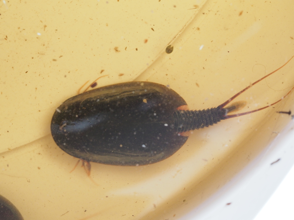 shield shrimp in September 2021 by Felix Collins · iNaturalist