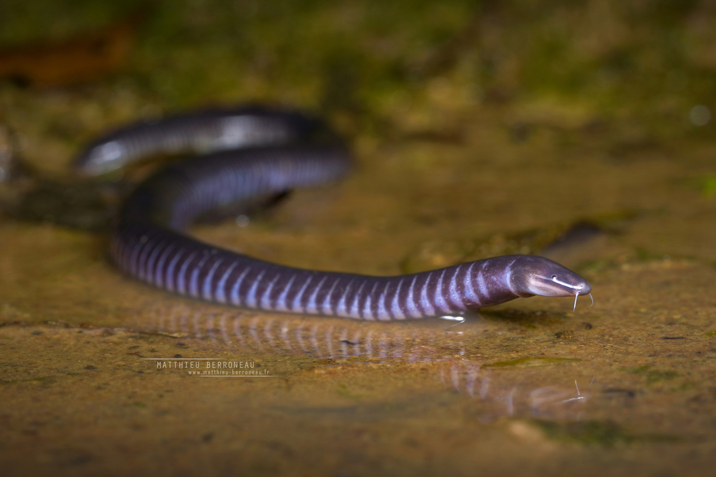Gaboon Caecilian from Cavally, CI-MN, CI on September 10, 2021 at 04:07 ...