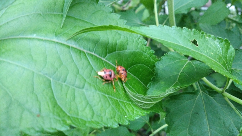 Cazira chiroptera from Citiis River, Unnamed Road, Tamansari, Bogor ...