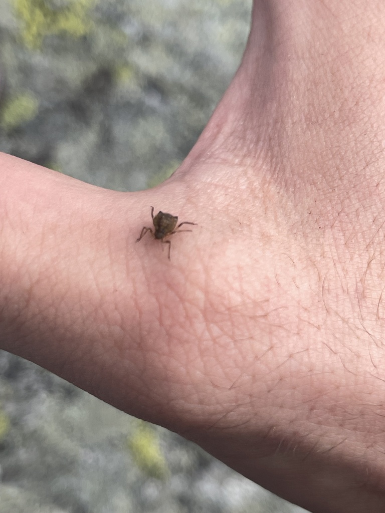 Giant Conifer Aphids from Long Trail, Underhill, VT, US on September 25 ...