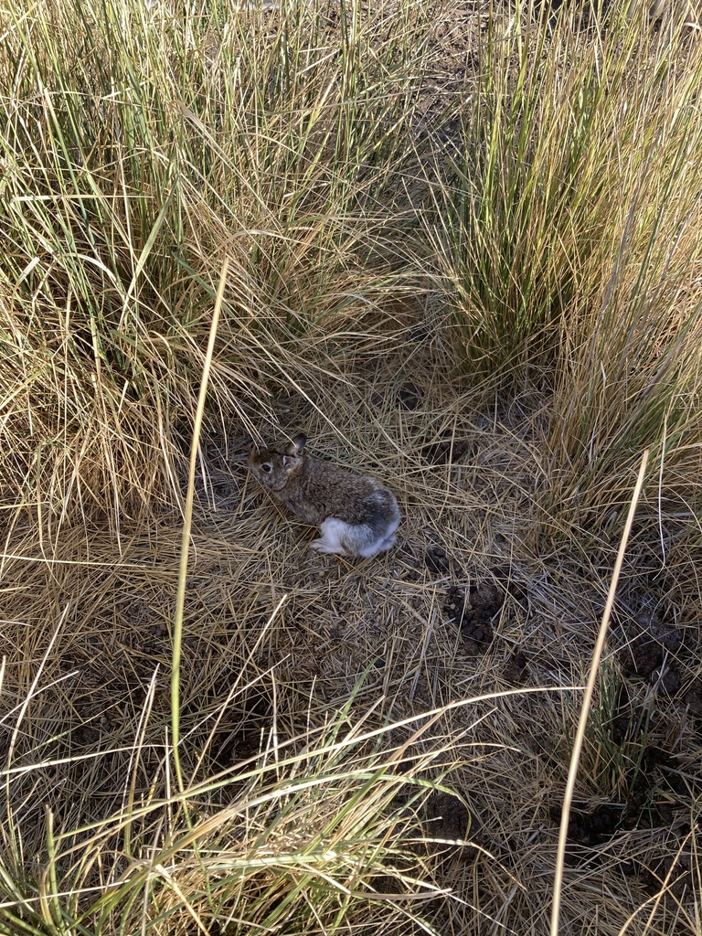 Eastern Cottontail from Washington State University - Pullman Campus ...
