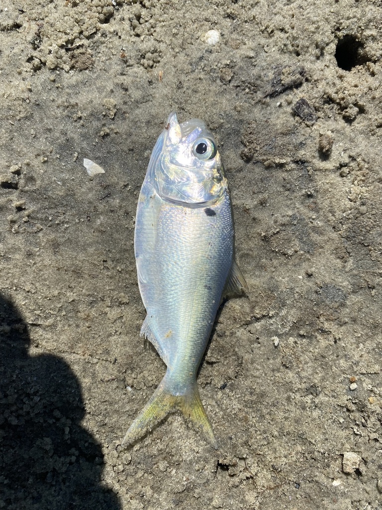 Atlantic Menhaden from Dewees Island, Dewees Island, SC, US on ...