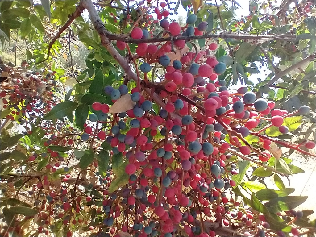 Mount Atlas mastic tree from Elk Grove, CA 95624, USA on September 19 ...