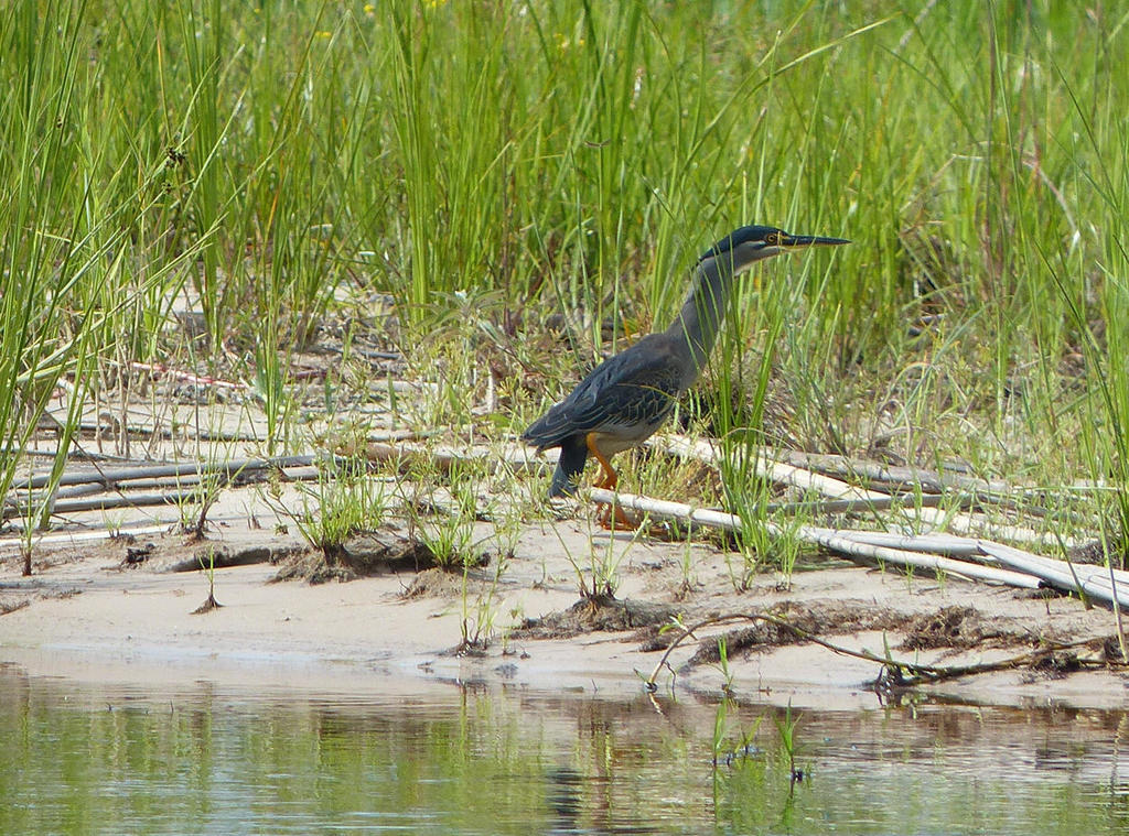 Sub-Saharan Striated Heron from Namushasha Lodge: On the grass-islands ...
