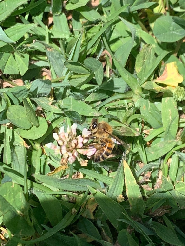 Western Honey Bee from Oe10a, Quito, Pichincha, EC on September 25 ...