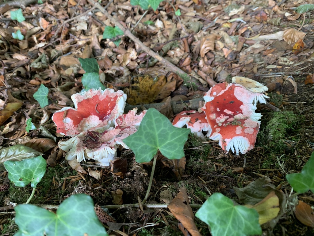 Russula from Isle of Man, Douglas, Isle of Man, GB on September 24 ...