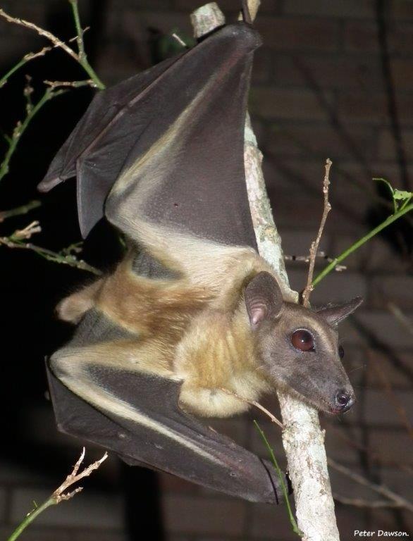 Common Straw-coloured Fruit Bat from The Island Sedgefield: the island ...