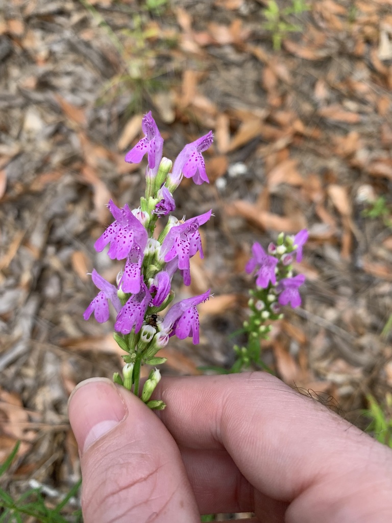 Dicerandra odoratissima in September 2021 by scnaturalist · iNaturalist