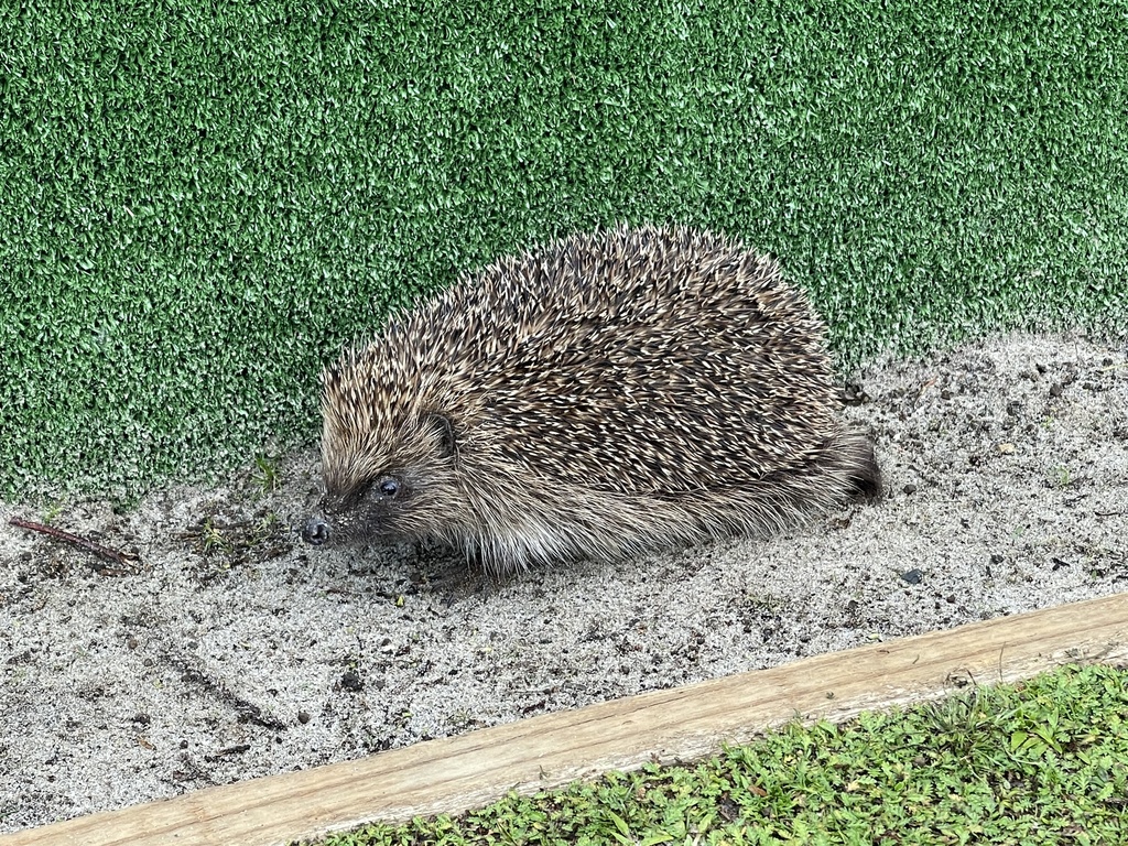 Common Hedgehog from Bay of Islands, Russell, Northland, NZ on ...