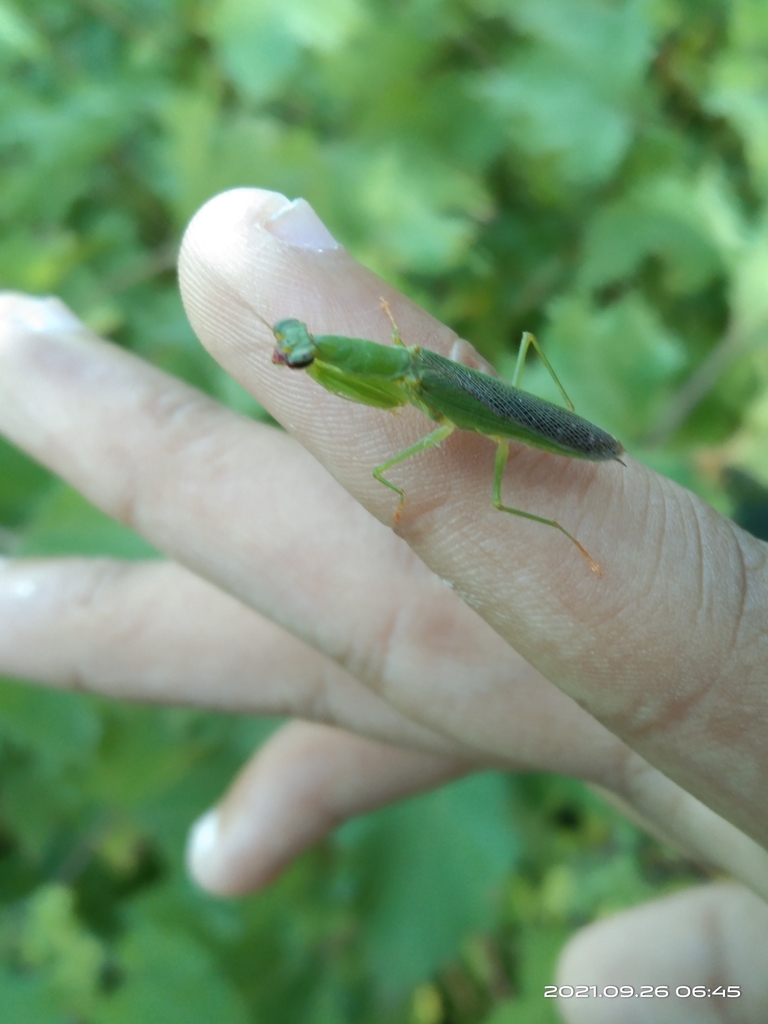 Asian Ant Mantises from XRC2+P35, Kishanpur, Uttarakhand 262311, India ...