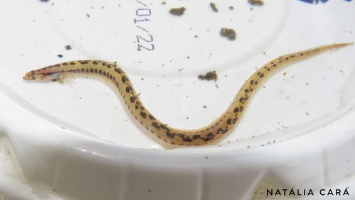 Microdesmus suttkusi · iNaturalist