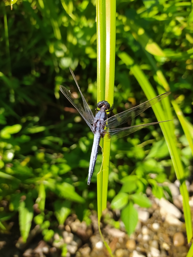 Blue Marsh Hawk from 413台灣台中市霧峰區桐林里 on September 26, 2021 at 08:28 AM ...
