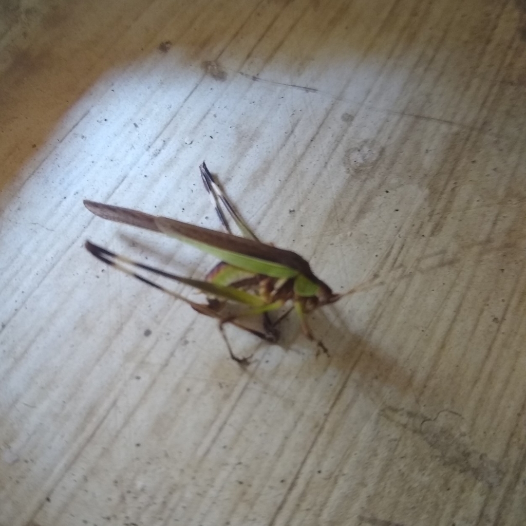 Katydids from Chinthamani, Tamil Nadu, India on September 26, 2021 at ...