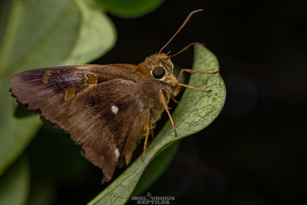Common Awl from Wetland Park Rd, Tin Shui Wai, Hong Kong on September ...