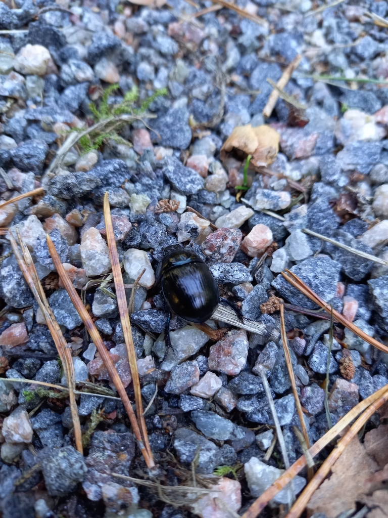 Woodland Dor Beetle from 00980 Helsinki, Suomi on September 26, 2021 at ...