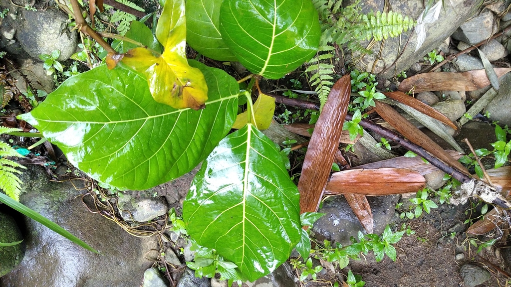 hauli tree from Bogor, Jawa Barat, Indonesia on September 26, 2021 at ...