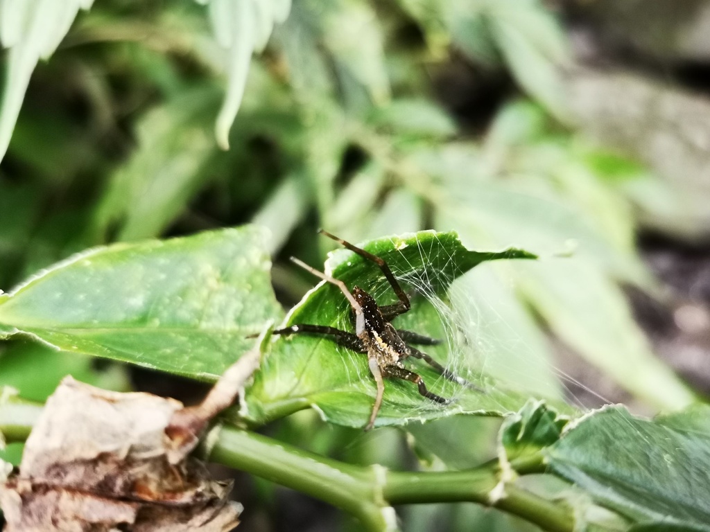 Dolomedes raptor from 蔣渭水高速公路, 坪林區, TW on September 26, 2021 at 07:23 ...