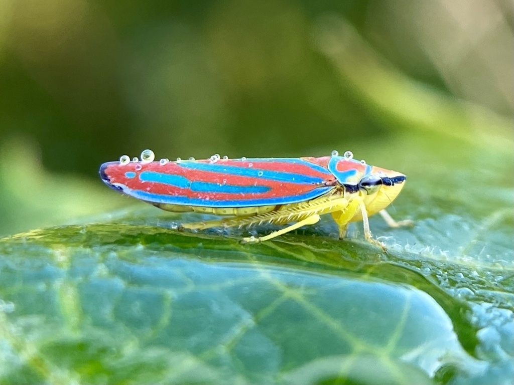 Red-banded Leafhopper from Litzsinger Rd, Ladue, MO, US on September 26 ...