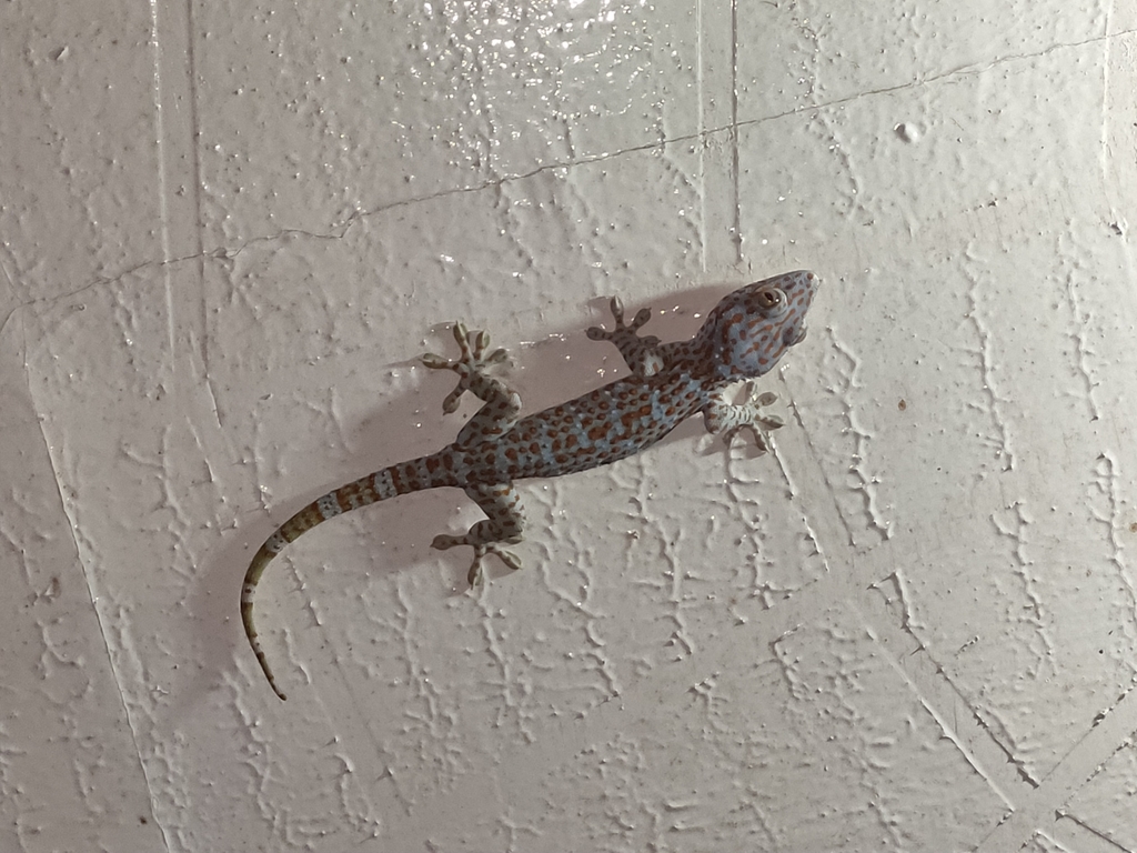 Tokay Gecko from Montesuerte on September 25, 2021 at 07:09 PM by Abbey ...