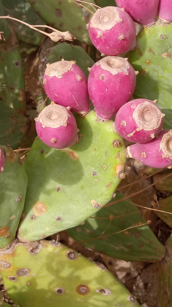 shell mound pricklypear from Filfila, Algérie on 26 September, 2021 by ...