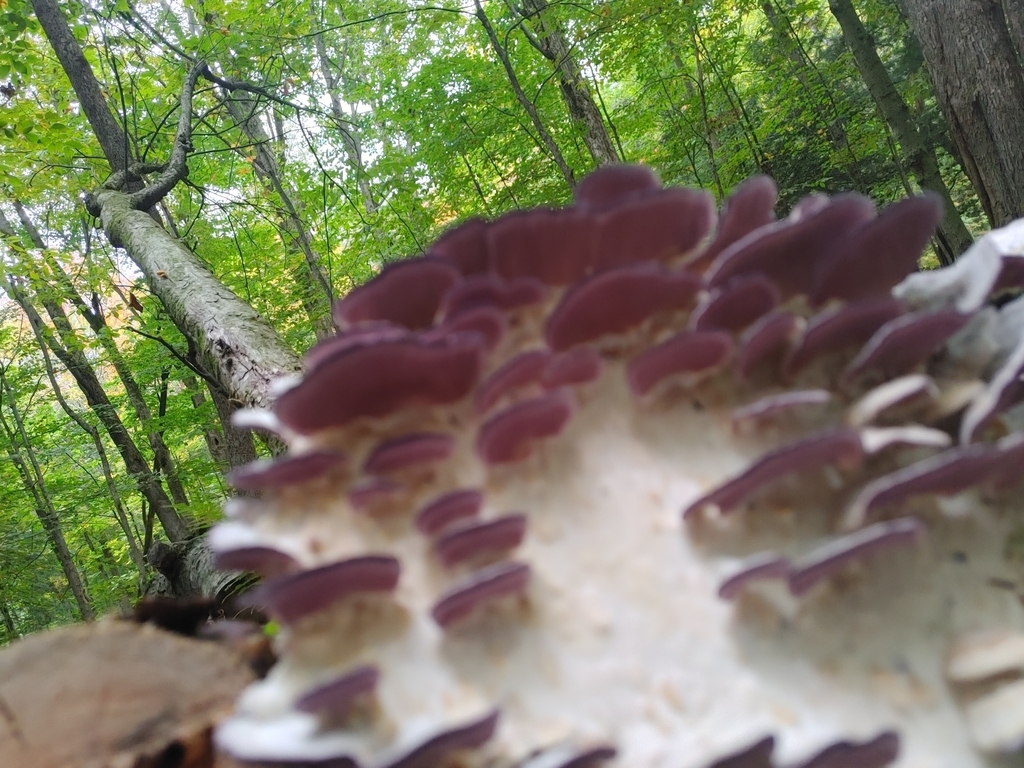 Trichaptum subchartaceum from Parc Gouin on September 26, 2021 at 09:59 ...