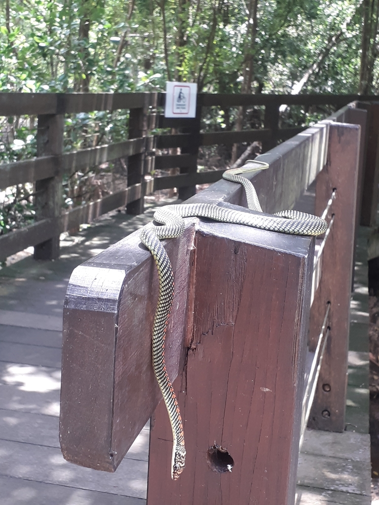 Paradise Flying Snake from East, SG on September 20, 2021 at 12:03 PM ...