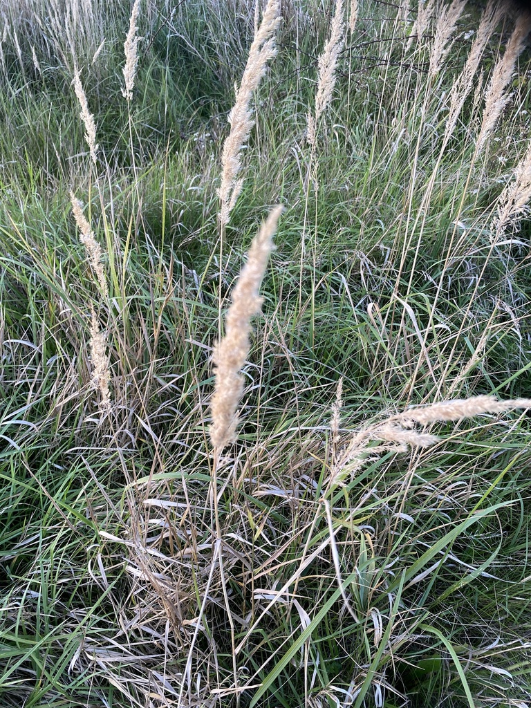 Bushgrass from Sadová, Uherské Hradiště, Zlínský, CZ on September 26 ...