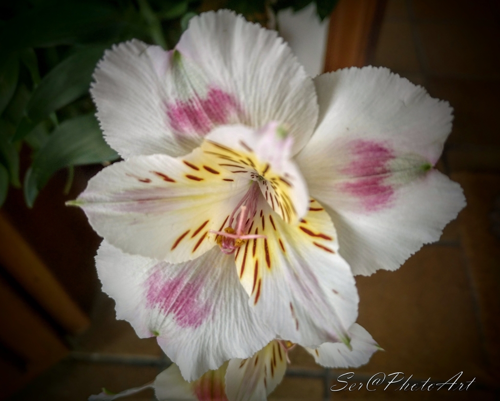 Peruvian lilies on September 26, 2021 at 06:30 PM by Sera · iNaturalist