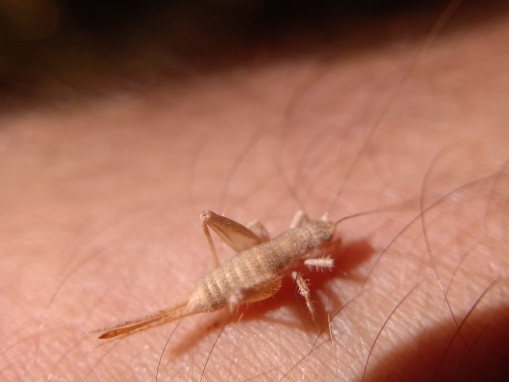 Hairy Scale-cricket from 88100 Sant'Elia CZ, Italia on August 13, 2021 ...