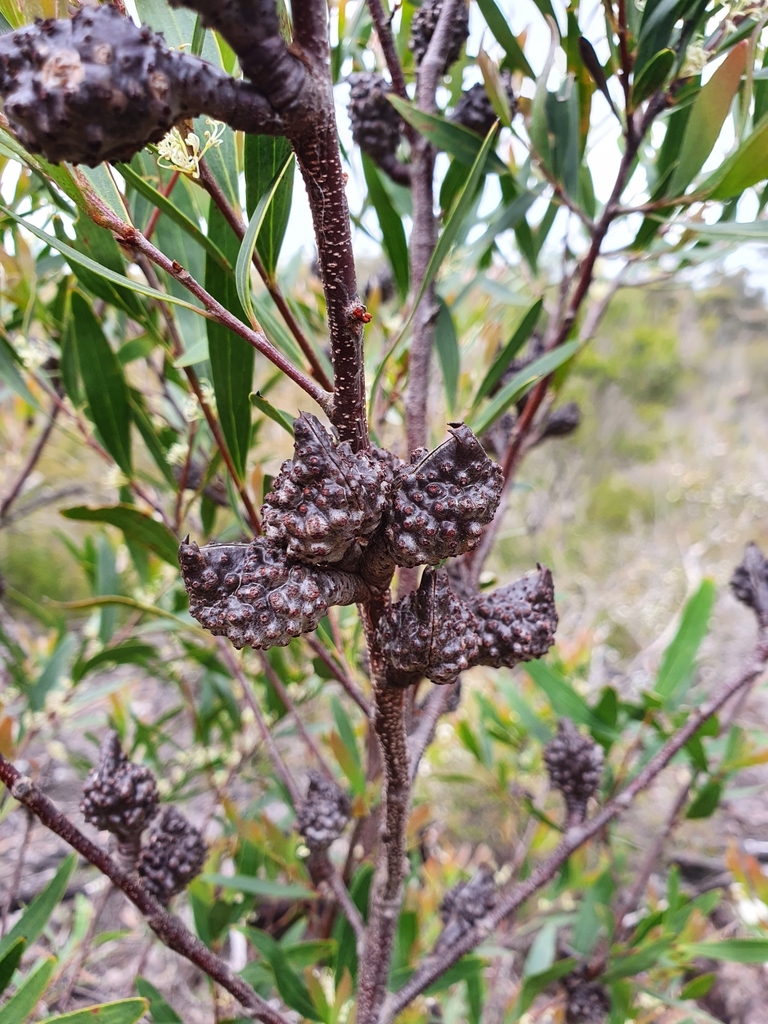 Pincushion trees from Springbrook QLD 4213, Australia on September 26 ...