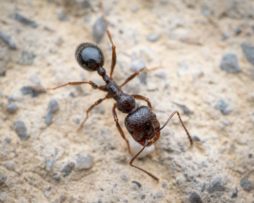 Structor-group Harvester Ants (Complex Messor structor) · iNaturalist