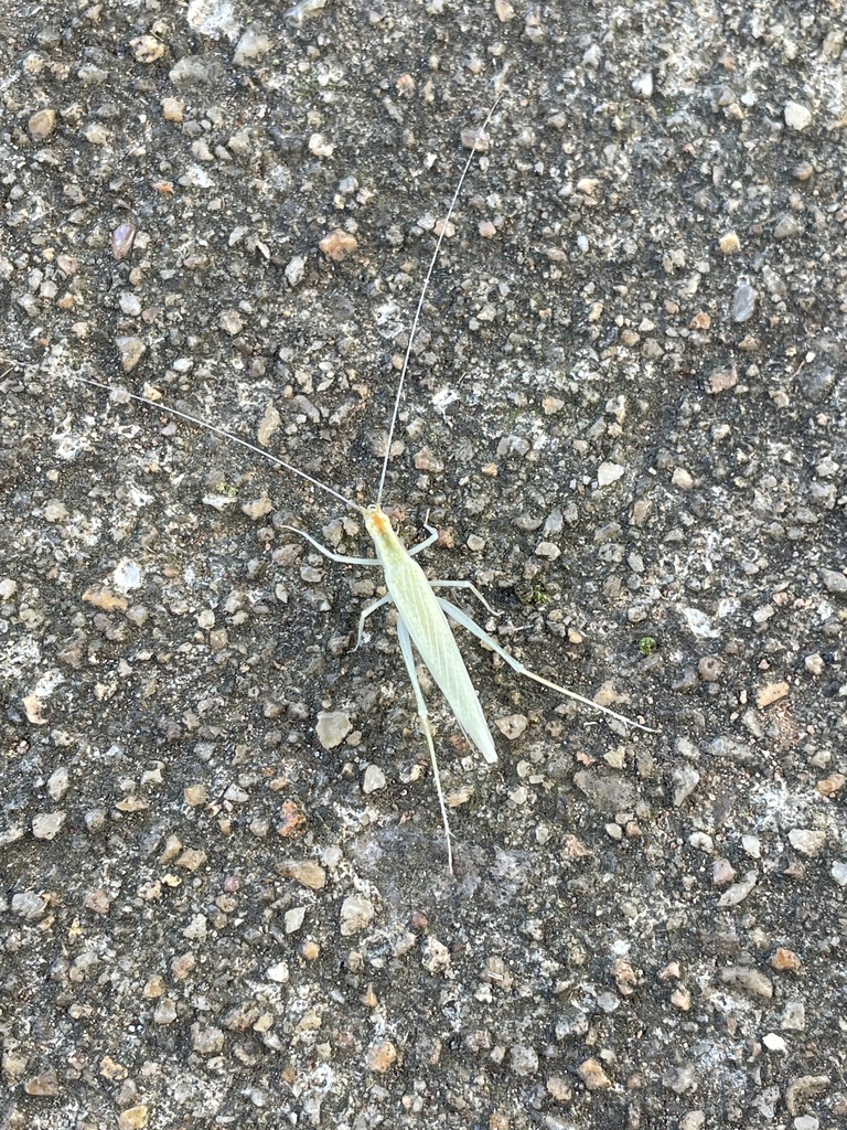 Common Tree Crickets from Trailwood Hills Dr, Raleigh, NC, US on ...