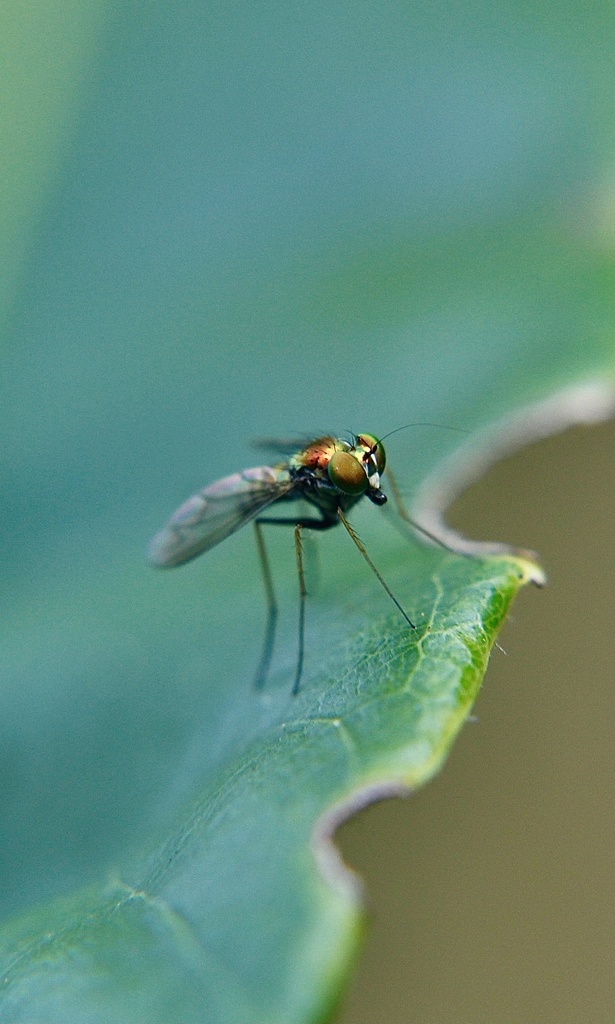 Condylostylus comatus from Bellangee Ave, Fairhope, AL, US on August 18 ...