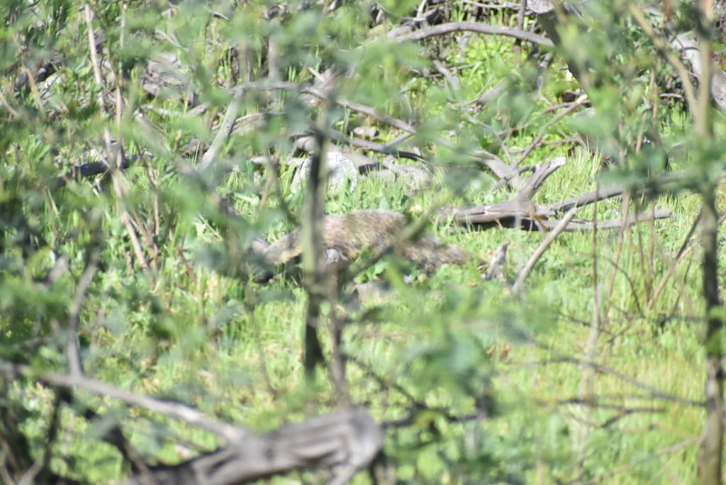 Lesser Grison in September 2021 by ijdiojqww · iNaturalist