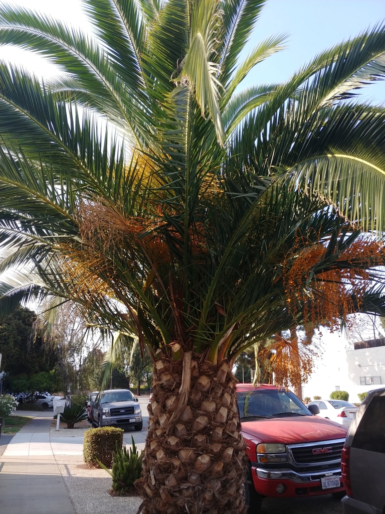 Canary Island palm from San Jose, CA 95126, USA on September 26, 2021 ...