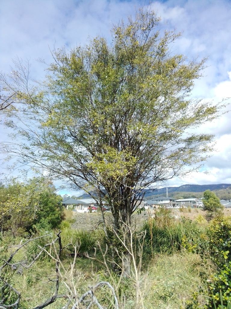 whalebone tree from Bong Bong Rd opp McKelly St, Horsley NSW 2530 ...