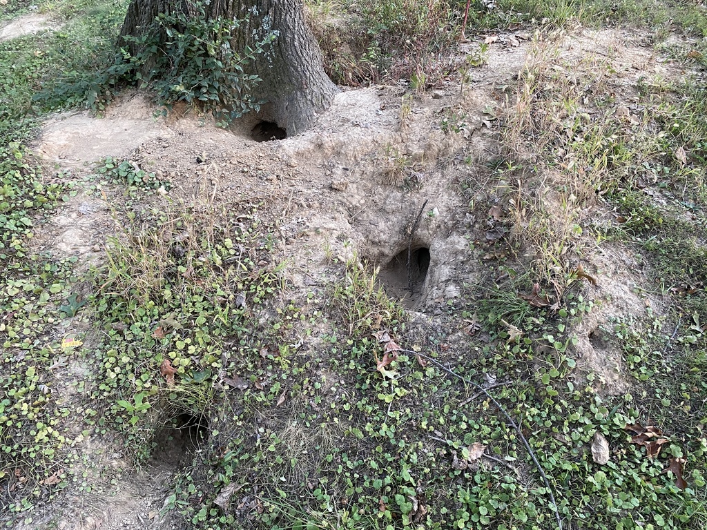 Groundhog from Sylvan Springs Park, Saint Louis, MO, US on September 26 ...