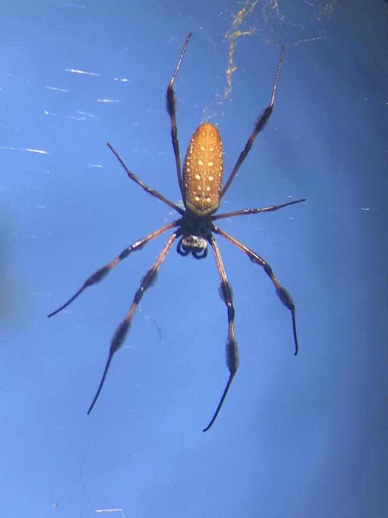 Golden Silk Spider from Cedar Island National Wildlife Refuge, Atlantic ...