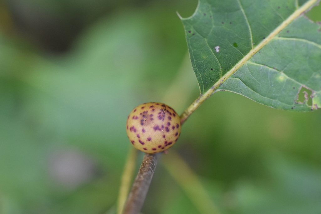Oak Apple Gall Wasp from Sullivan County, TN, USA on September 26, 2021 ...