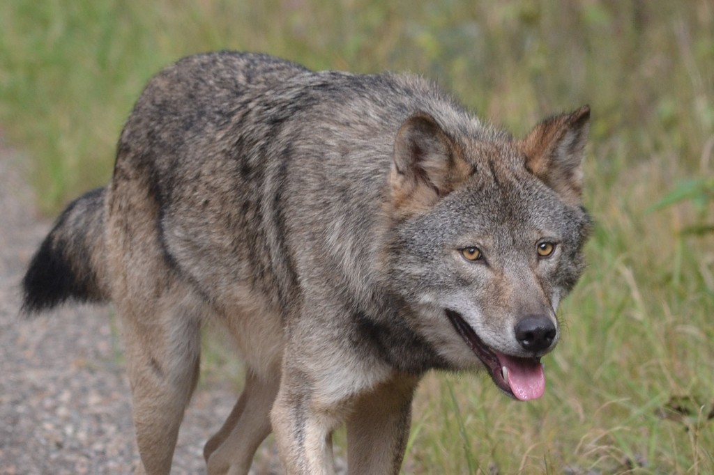 Gray Wolf in September 2021 by Ted Armstrong. Walking along edge of ...