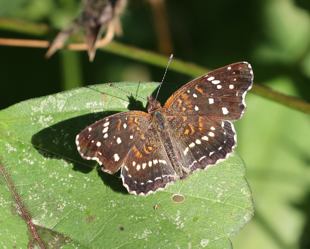 Texan Crescent from Patagonia, AZ 85624, USA on September 25, 2021 at ...