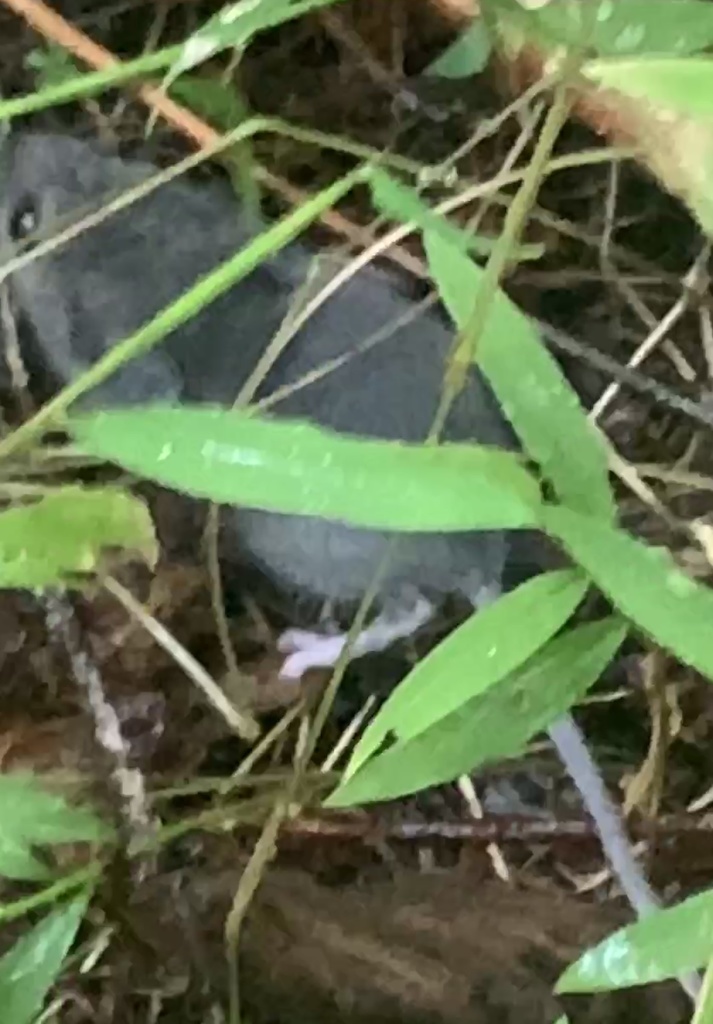 North American Deer Mice from Discovery Rd, Petersburg, PA, US on ...